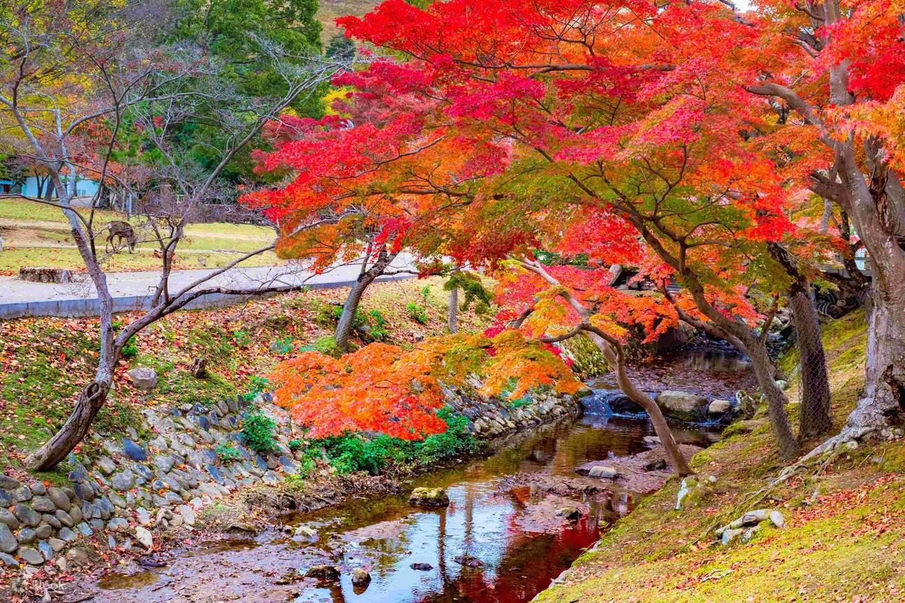 [Kyoto- und Nara-Tagestour] Arashiyama-Zug, Fushimi-Inari-Schrein ...